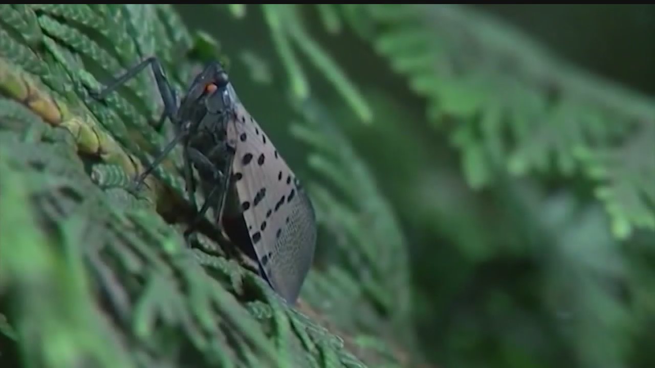 Ohio agency warns public about invasive species – WKBN.com