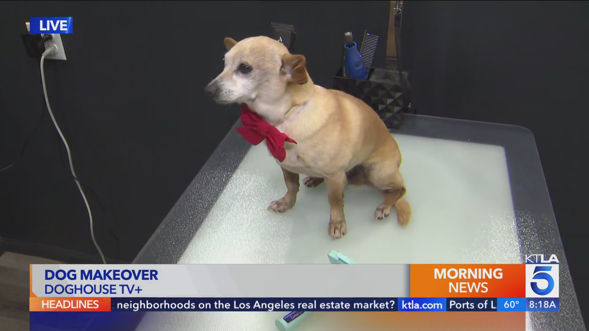 Dog Show Makeover – KTLA