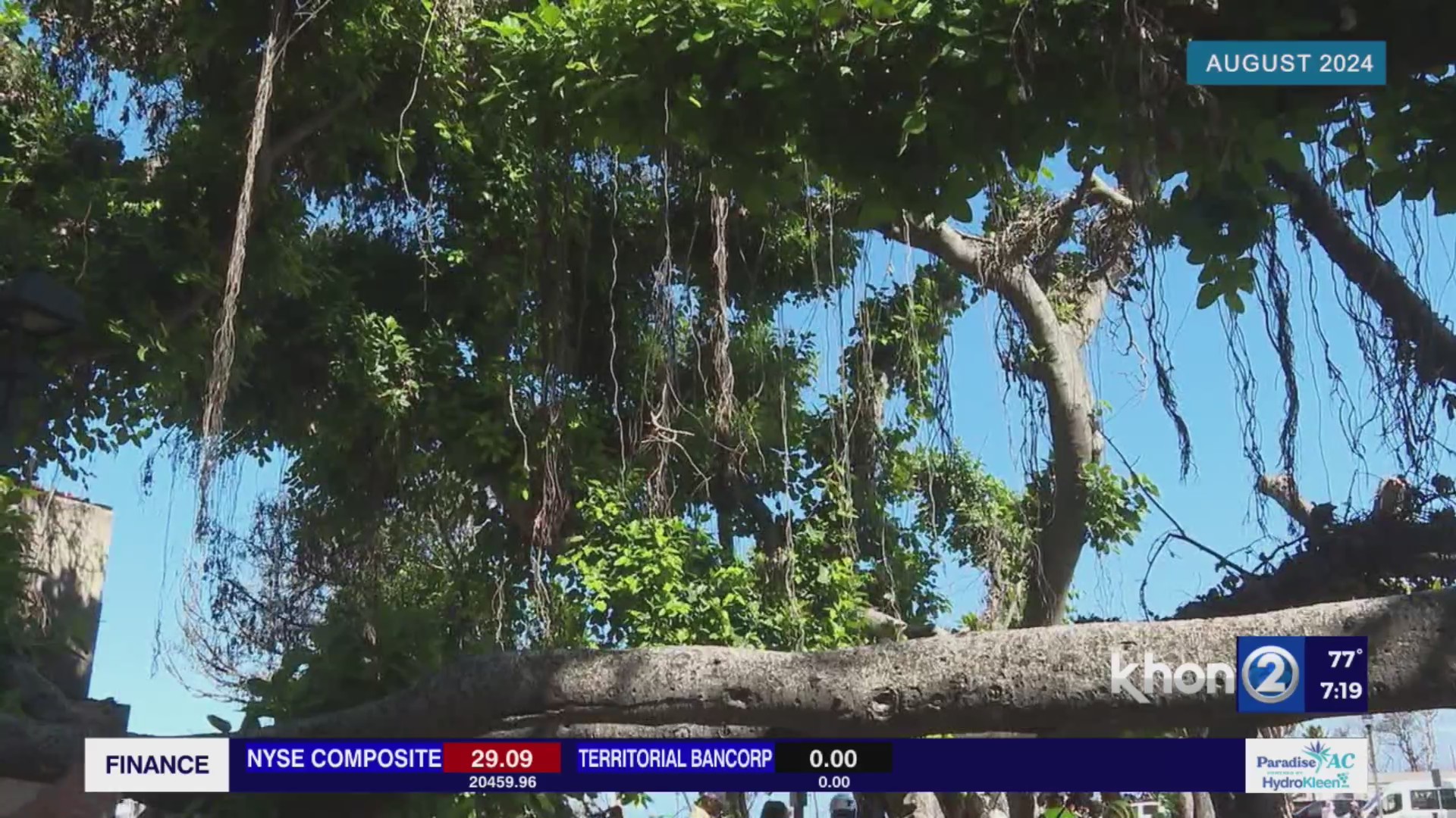 The Historic Lahaina Banyan Tree is showing signs of recovery – KHON2