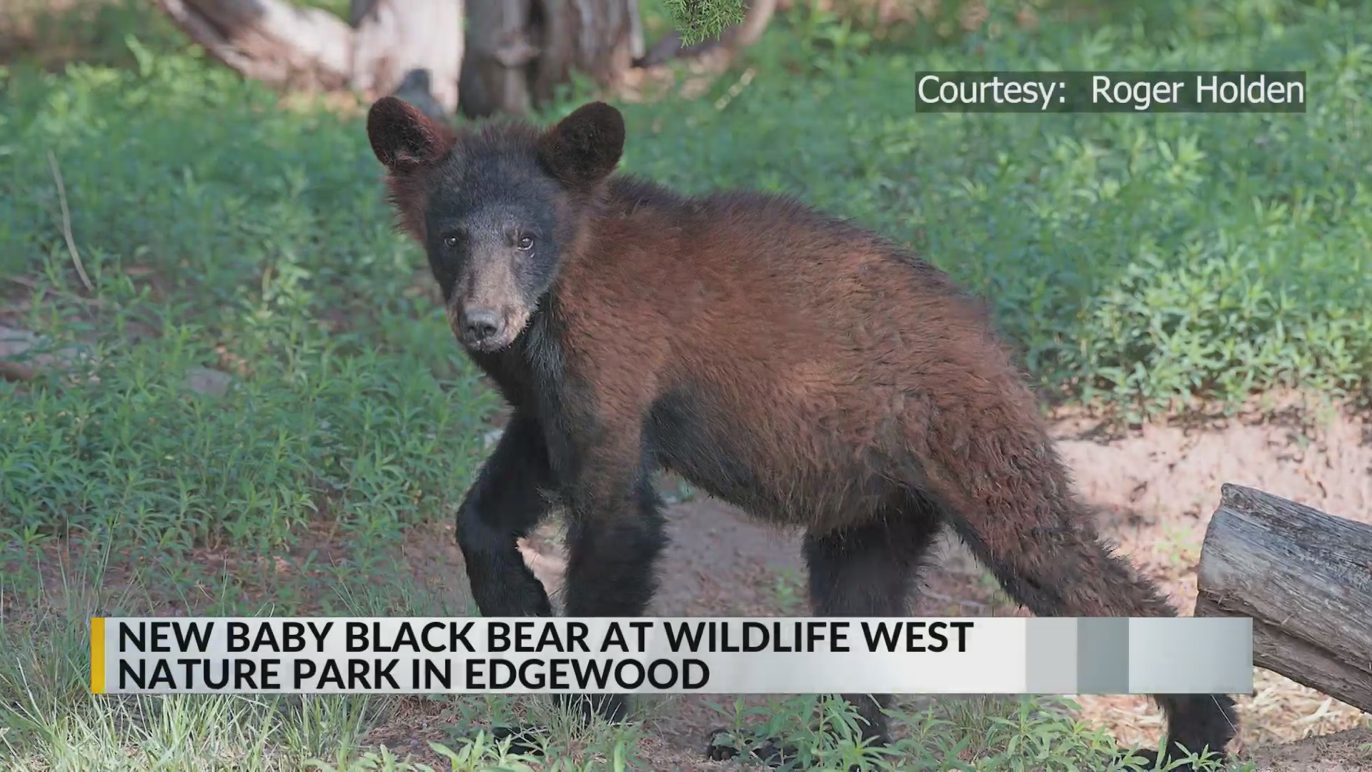 Wildlife West Nature Park welcomes a black bear cub – KRQE NEWS 13 ...