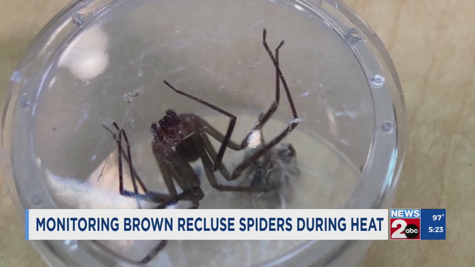 Monitoring Brown Recluse spiders during extreme heat – WKRN News 2