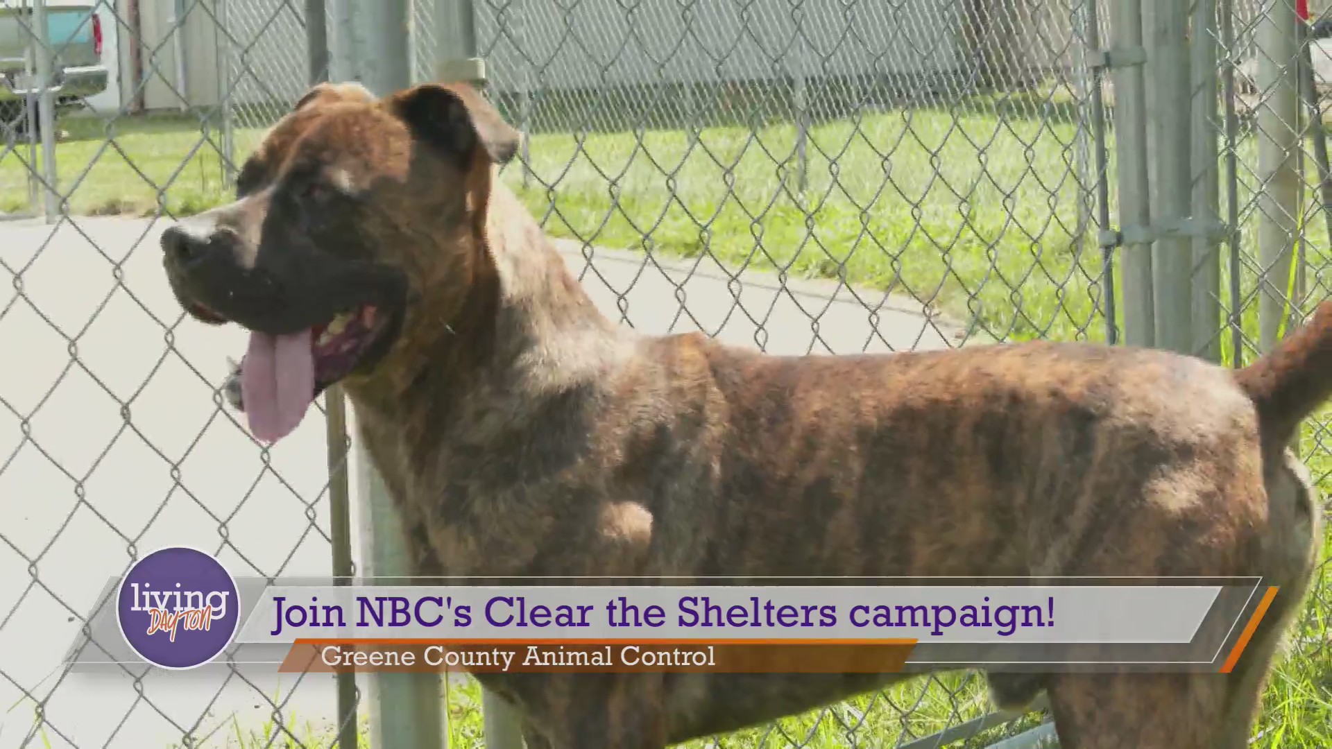NBC Clear the Shelters with the Greene County Animal Control – WDTN.com