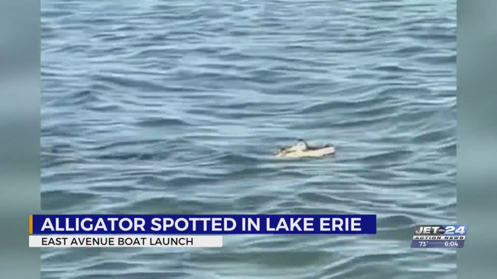 Crikey! Witnesses spot alligator swimming in Lake Erie – WFLA