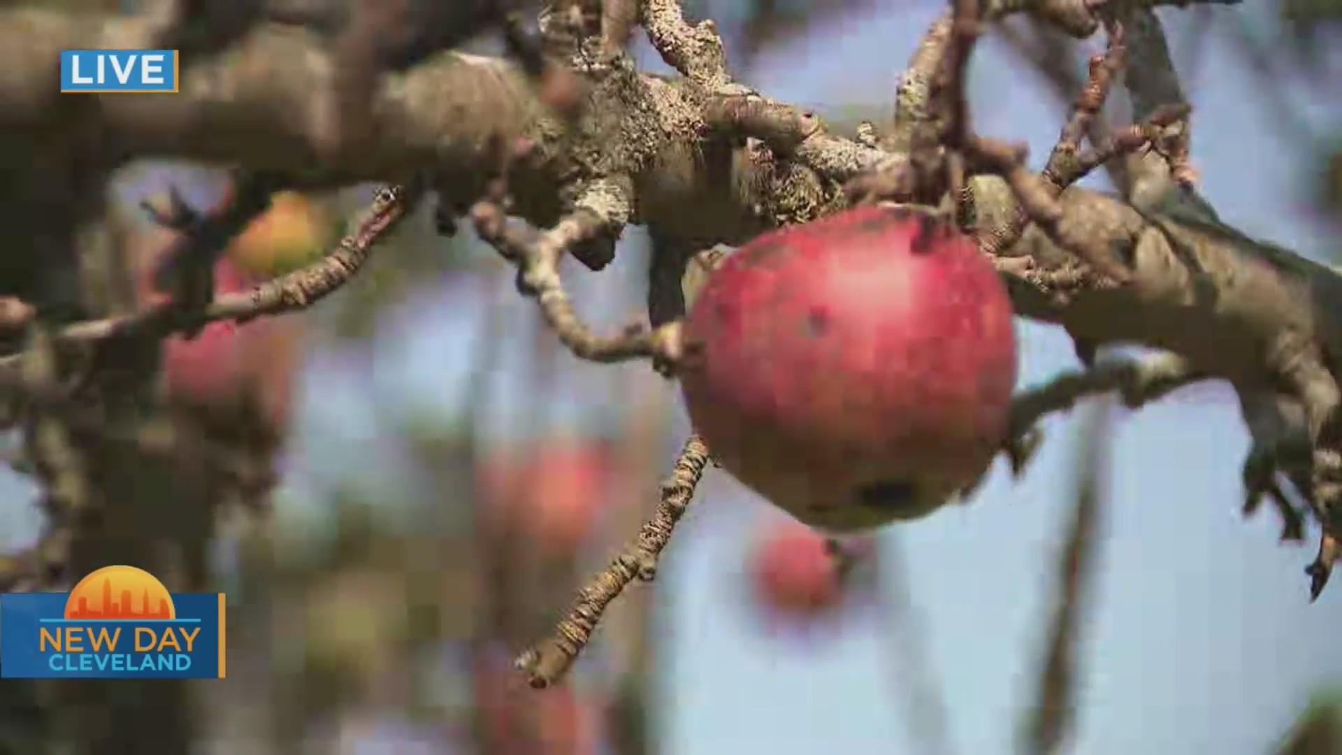 New Day Cleveland: Blue Jay Orchard – Fox 8 Cleveland WJW