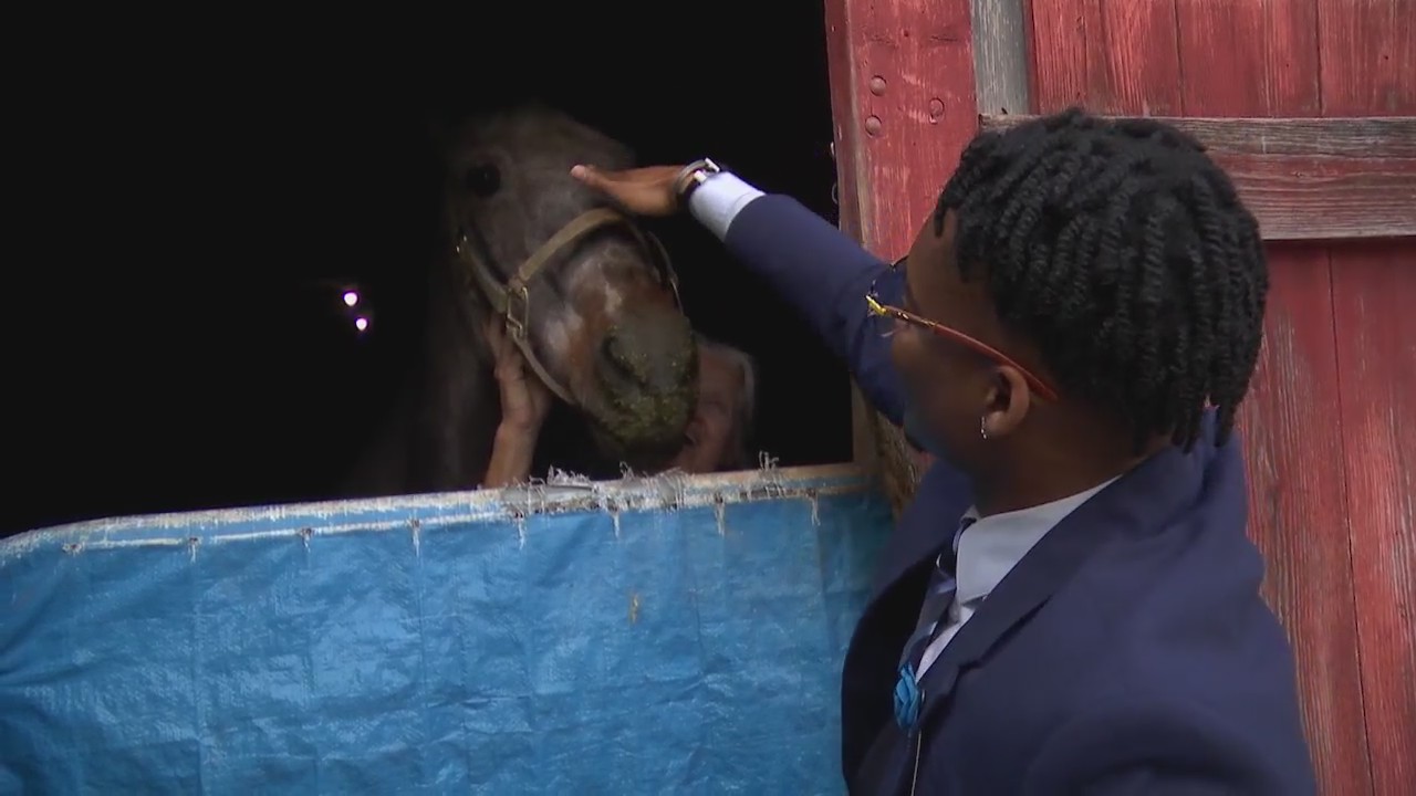 Berkshire needs help for horses ravaged by Helene – NEWS10 ABC