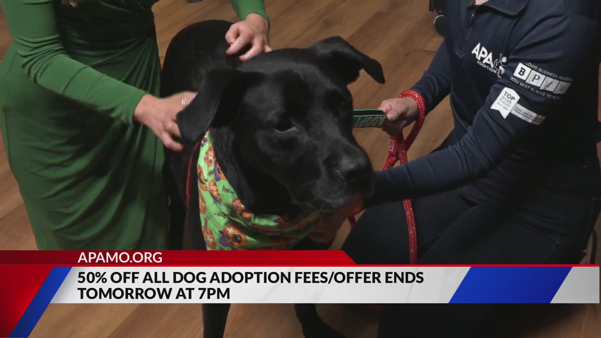 APA showcases Arlington the Dog – FOX 2