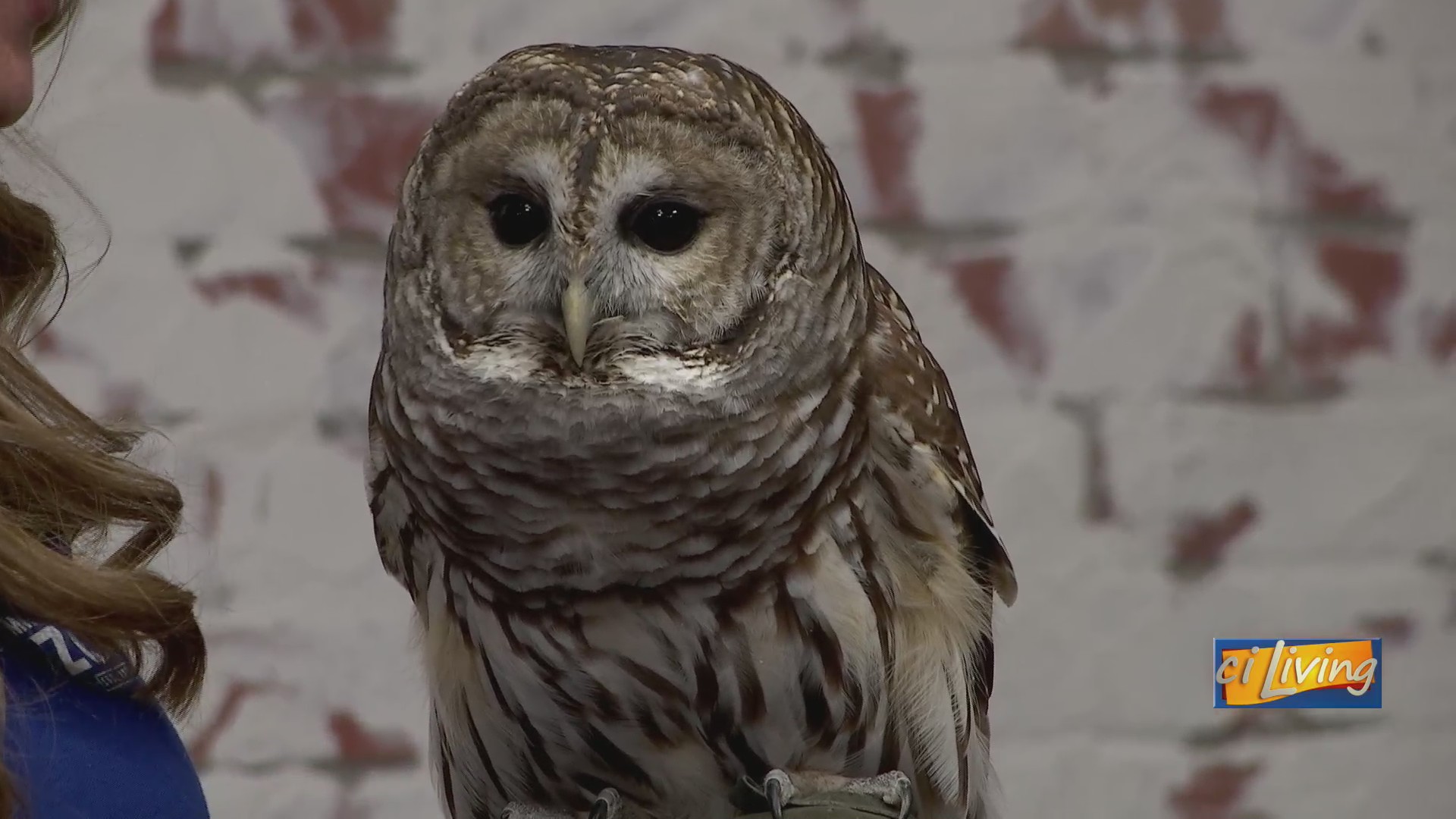 Meet the Barred Owl Cypress from the Miller Park Zoo! – WCIA.com
