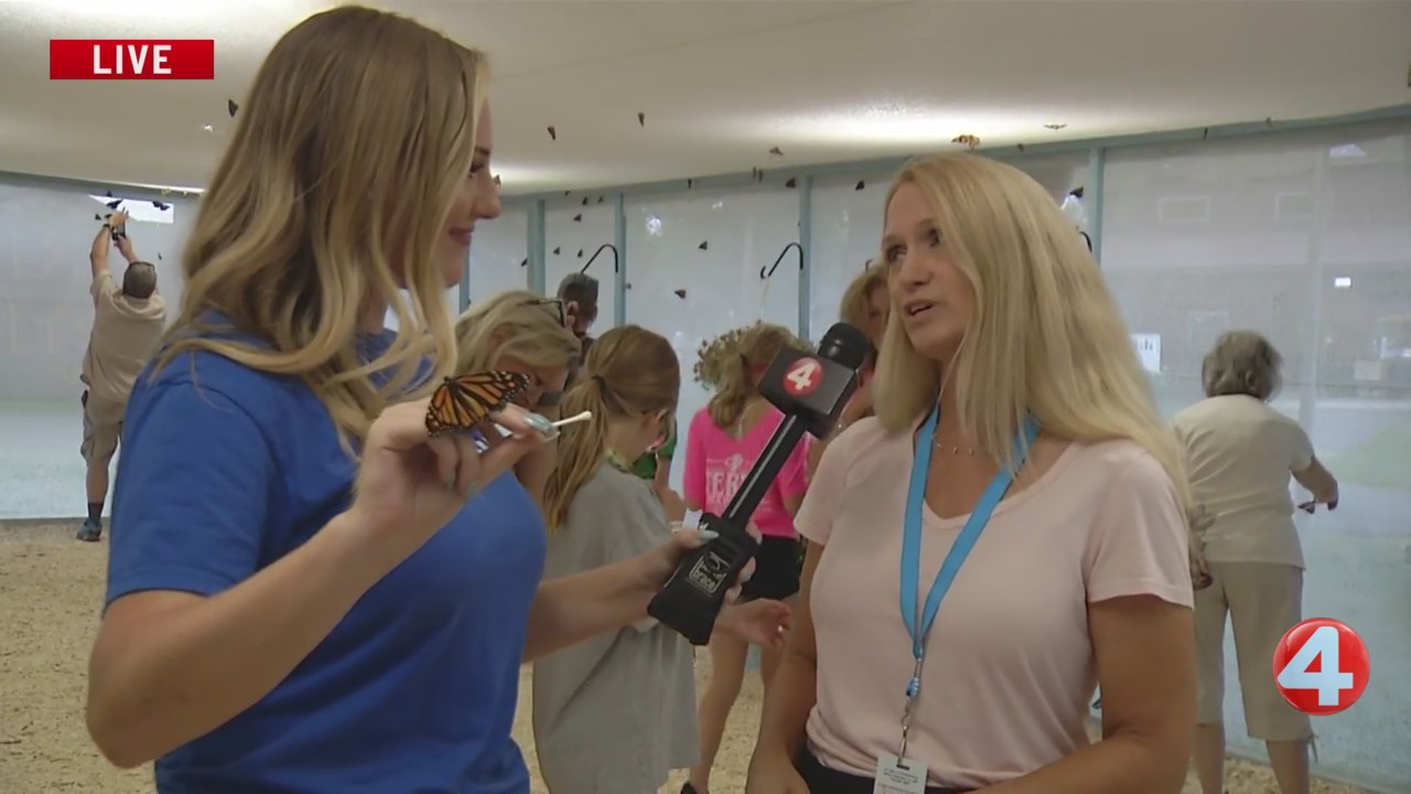 SkyRiver Butterflies at the fair – News 4 Buffalo