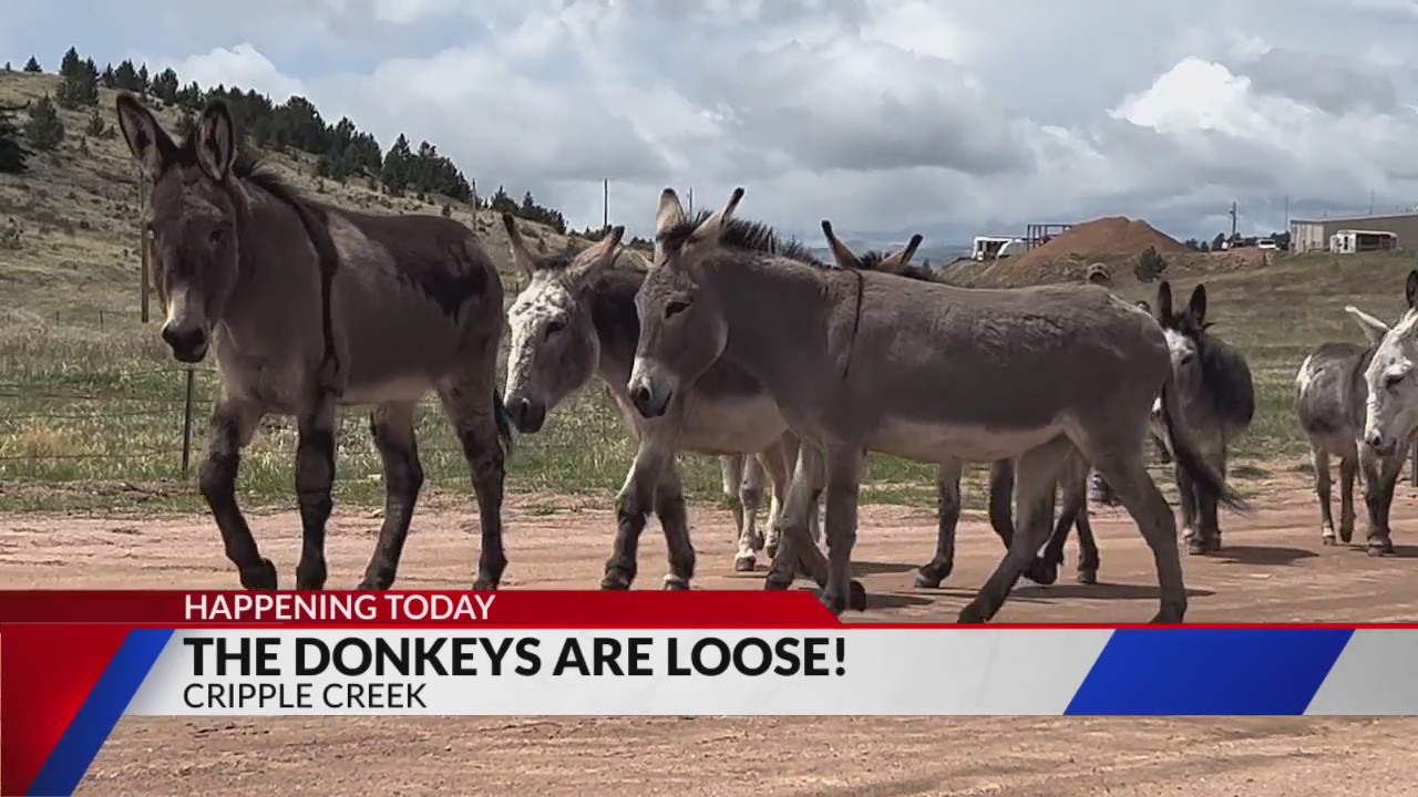 Release the Donkeys! – FOX21 News Colorado