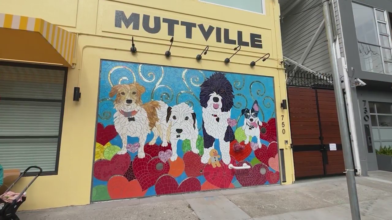 Muttville Senior Dog Rescue celebrates HQ move with adoption event – KRON4
