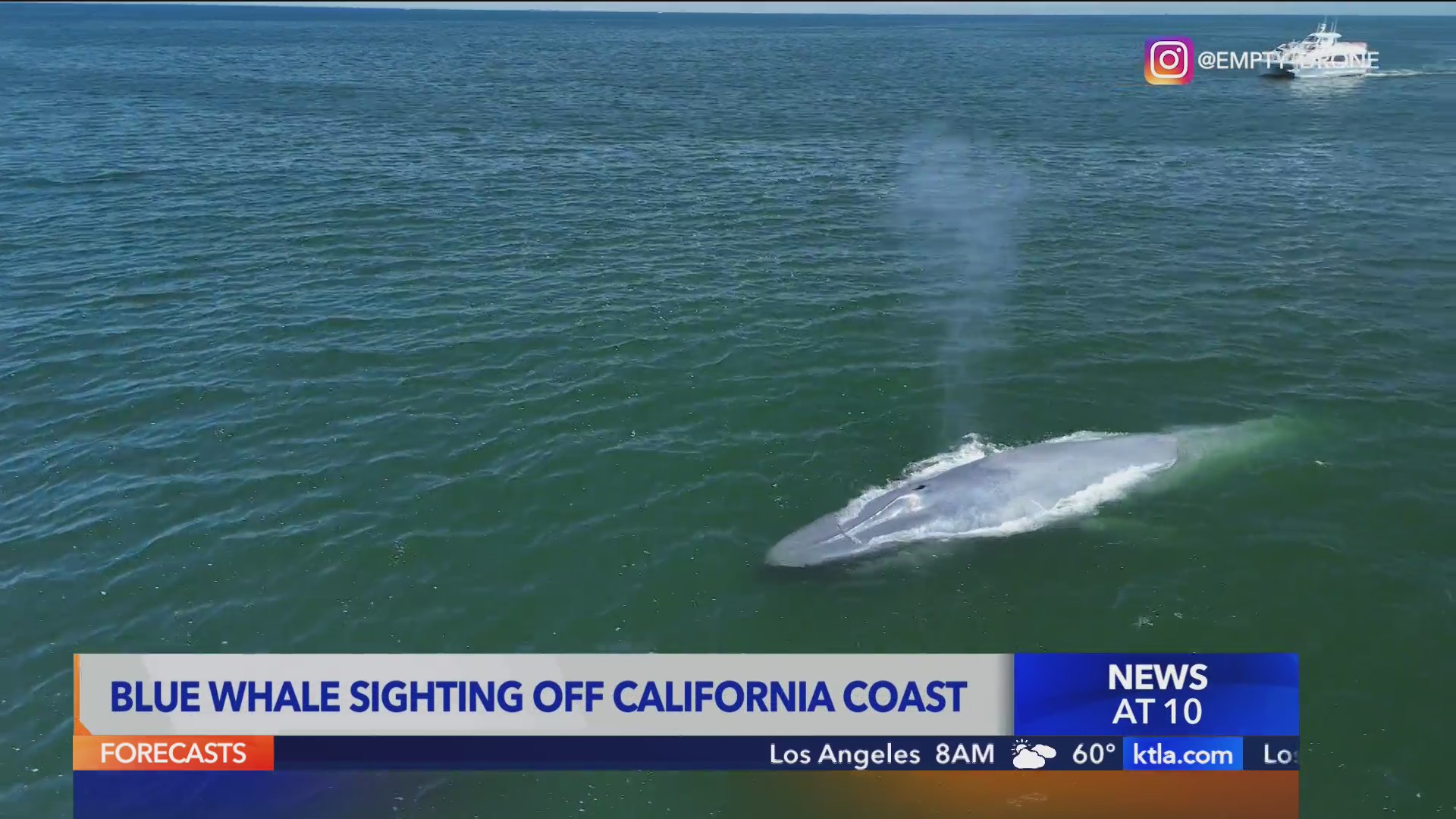 Rare blue whale spotted off Southern California coast – KTLA