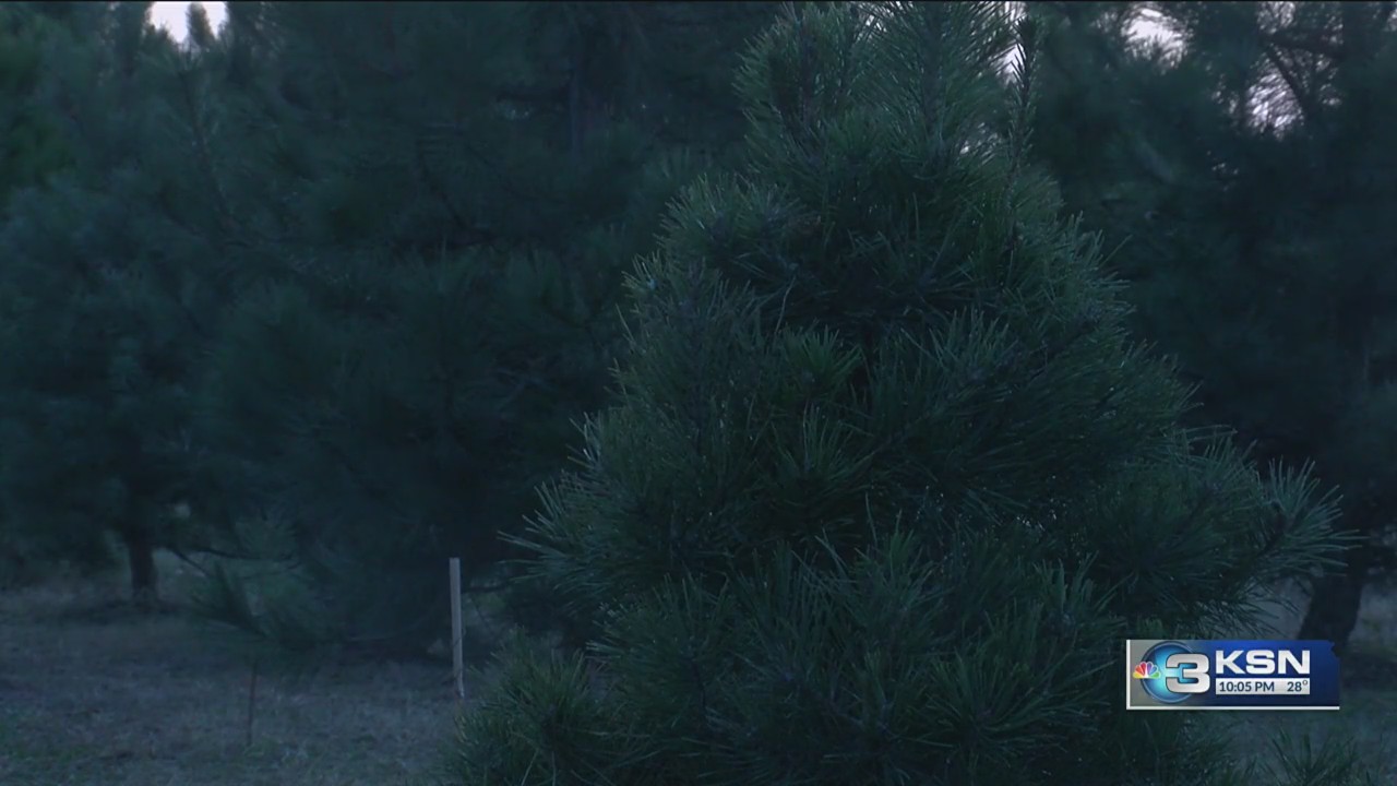 Drought caused Kansas Christmas tree farm to make changes for this year ...