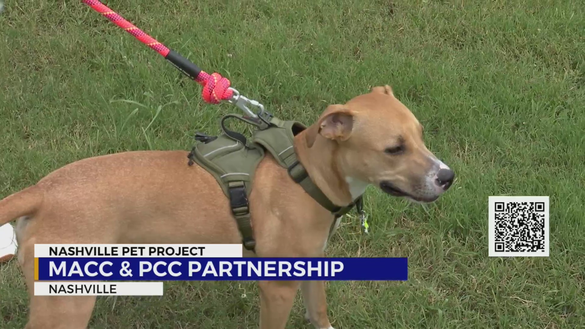 Nashville Pet Project: MACC and PCC partnership – WKRN News 2