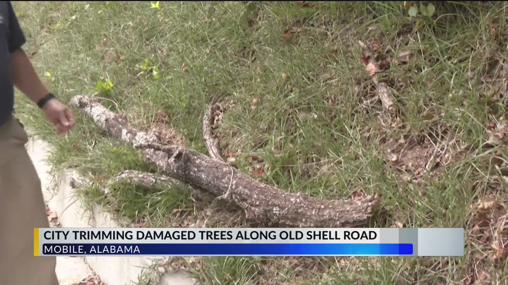 Mobile Urban Forestry team to trim hazardous trees — what to know ...