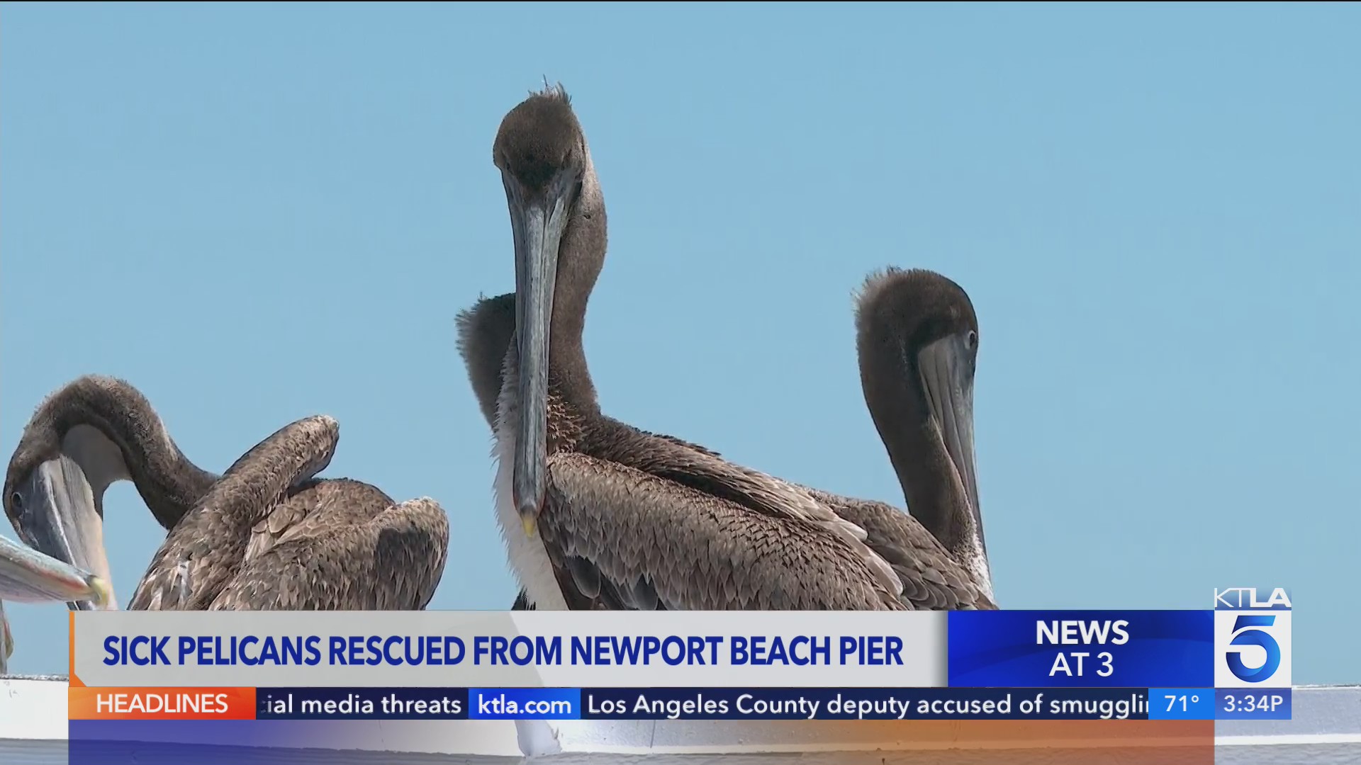 Wildlife officials puzzled as sick, dying pelicans appear at Southern ...