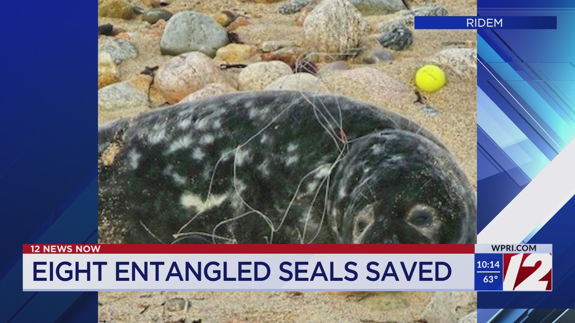 8 entangled seals rescued off Block Island – WPRI.com