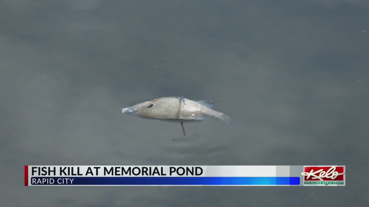 Algae bloom leads to partial fish kill in Rapid City park – KELOLAND.com