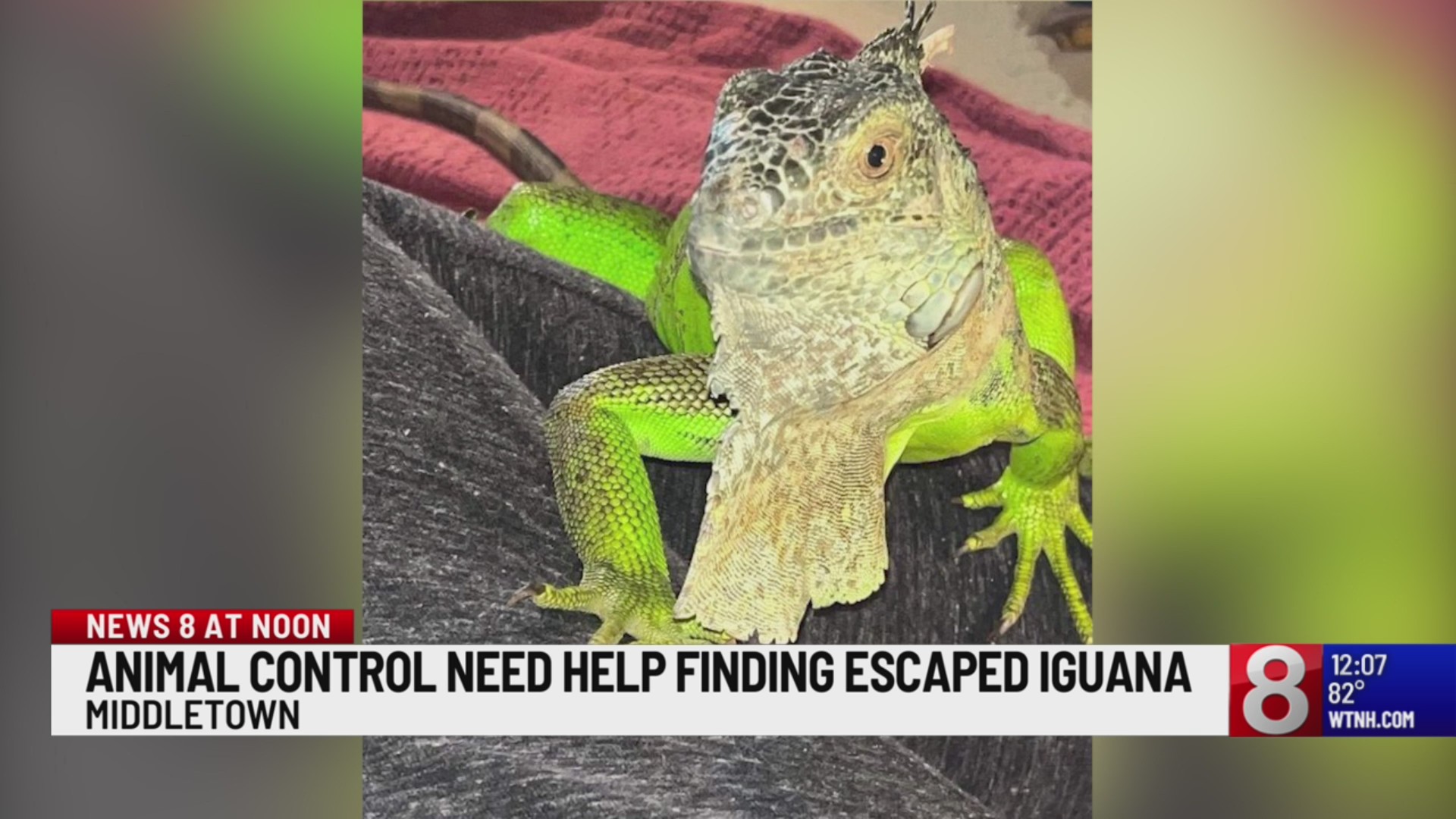 Search is on for escaped iguana – WTNH.com
