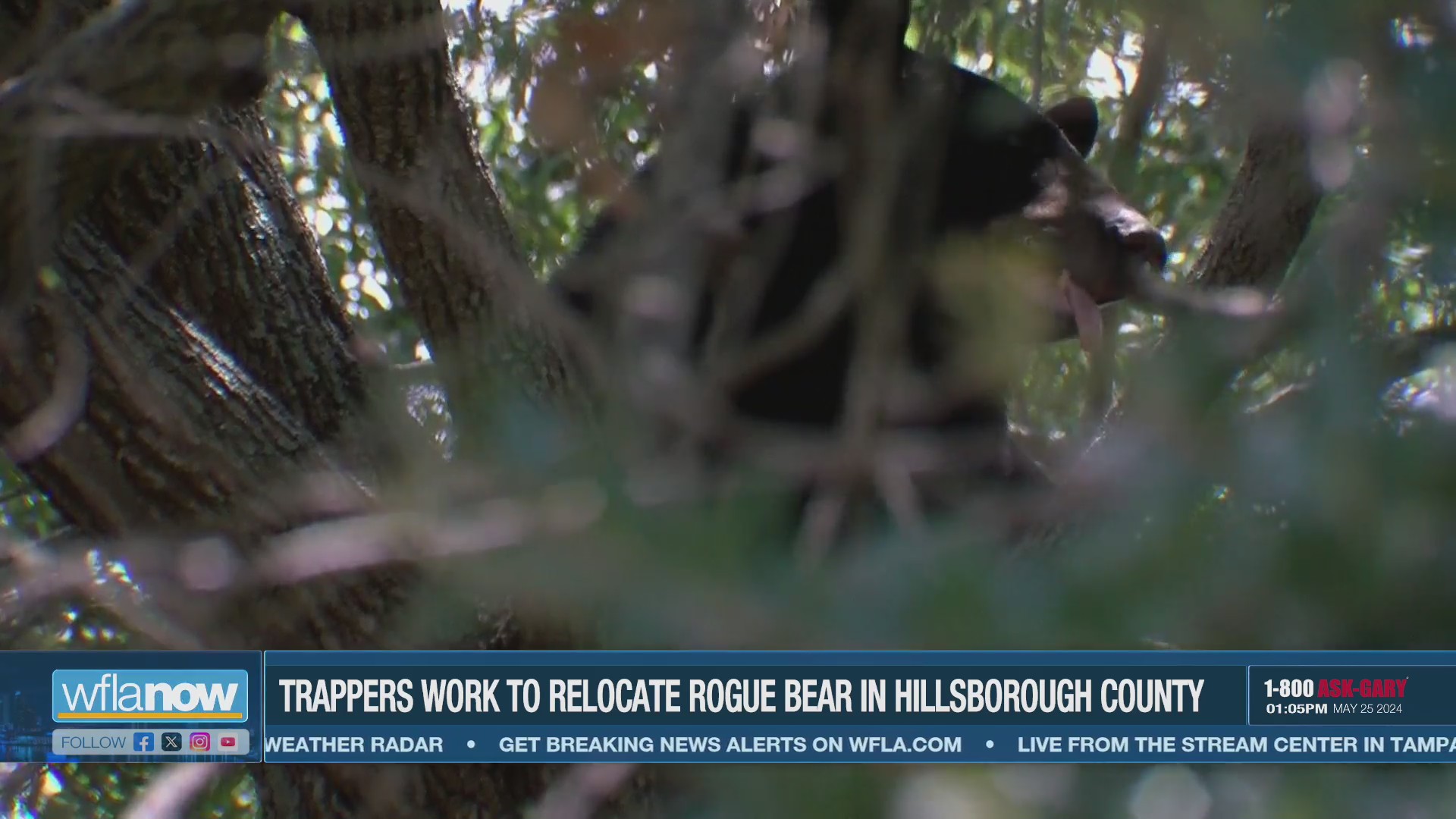 Rogue bear runs through Hillsborough neighborhood, goes up tree – WFLA