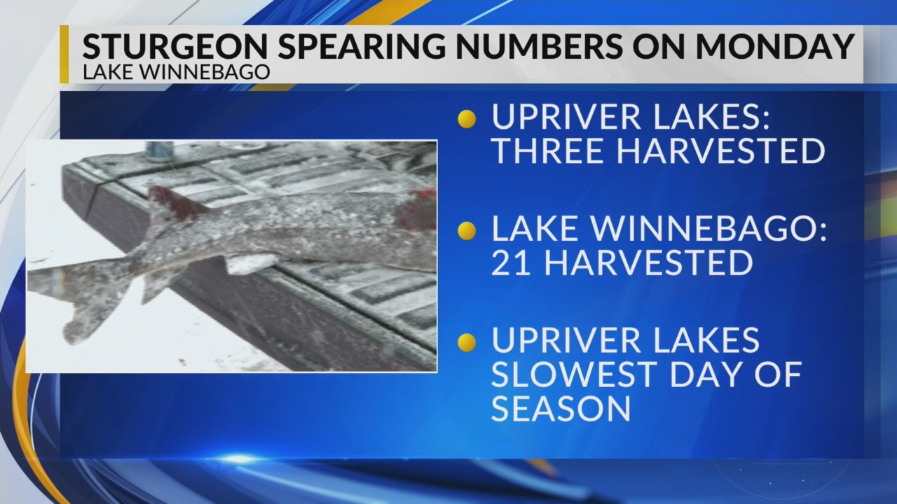 Asylum Bay Team keeps spearers on track during sturgeon season, reports ...