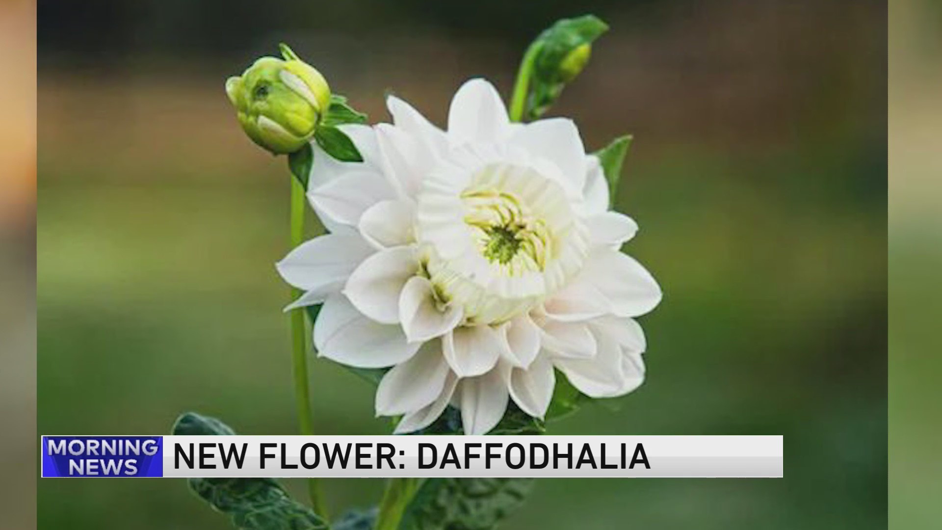 Weekend Gardening: New flower discovery, cities getting more rain, when ...