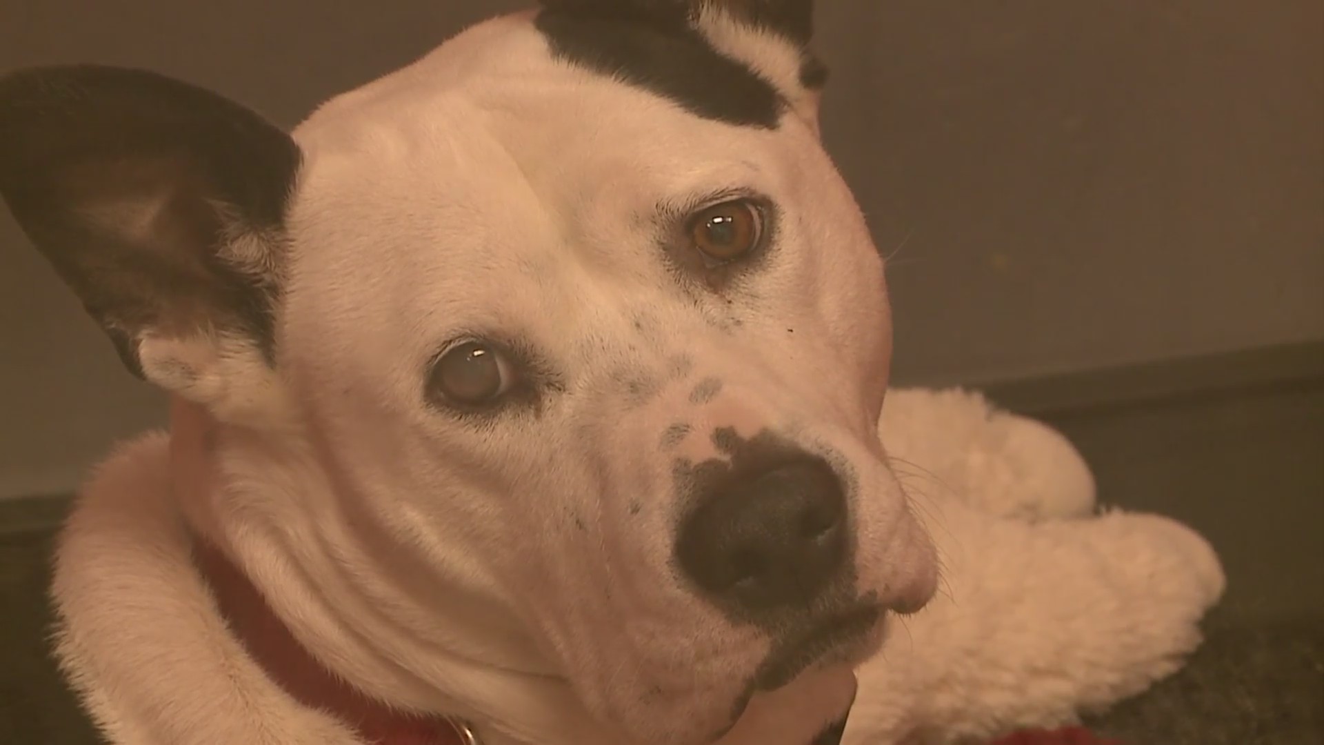 KC animal control up in the air after KCPP contract is set to end – FOX ...