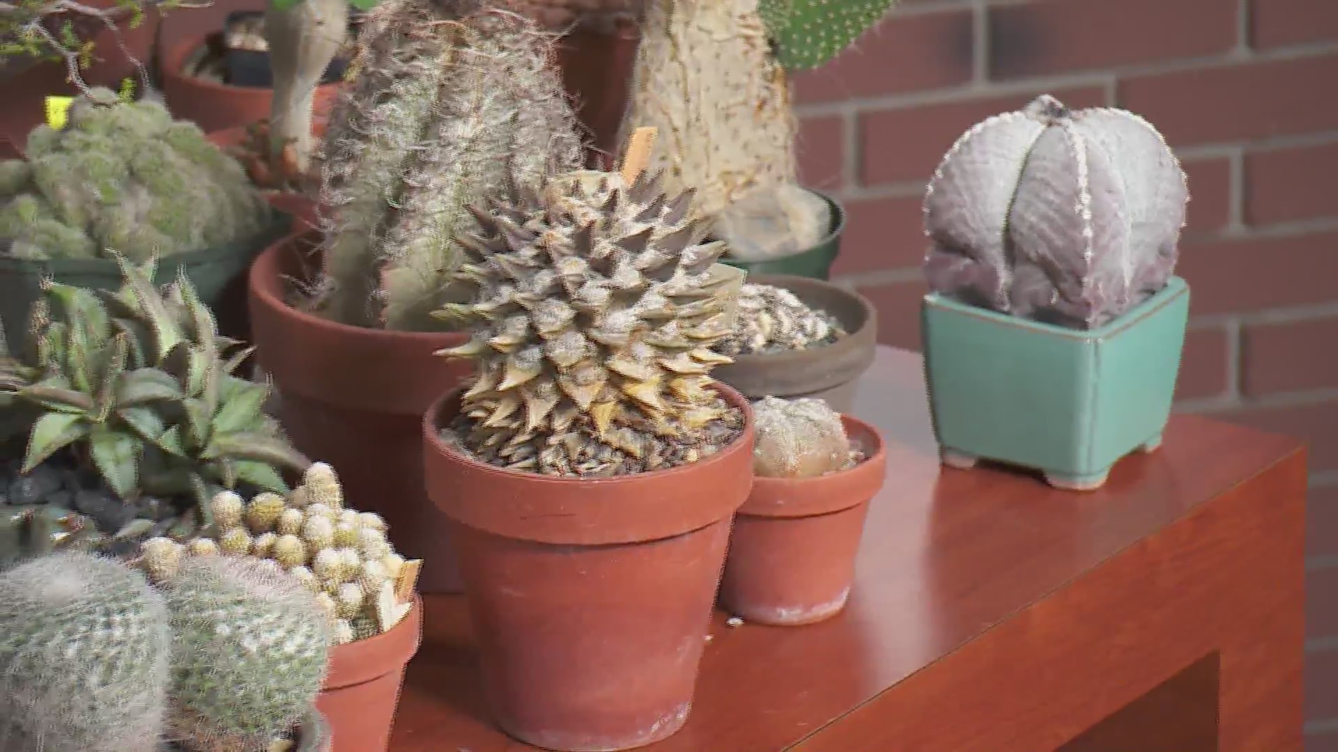 Plant Daddy: Cactus & succulent care – WGN-TV