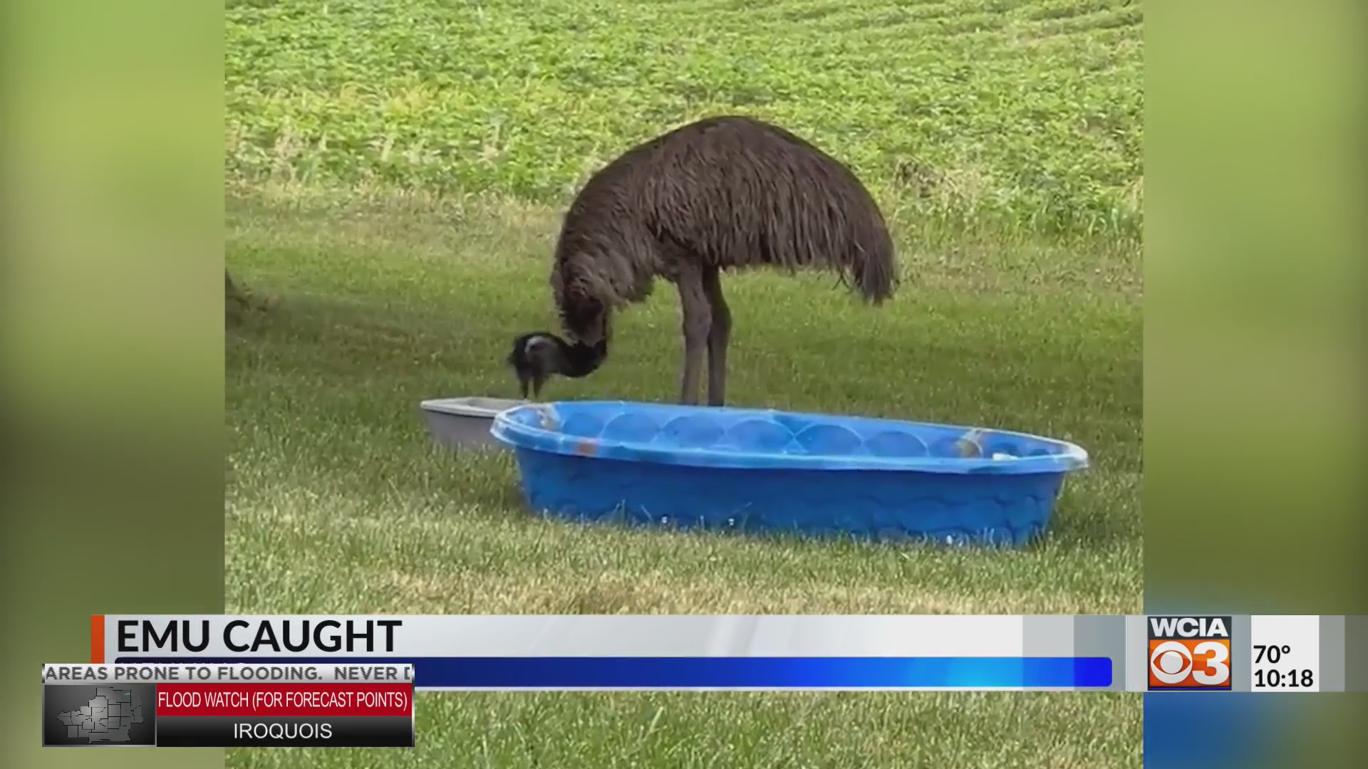 See how the elusive emu made it back home after 2 years on the run ...