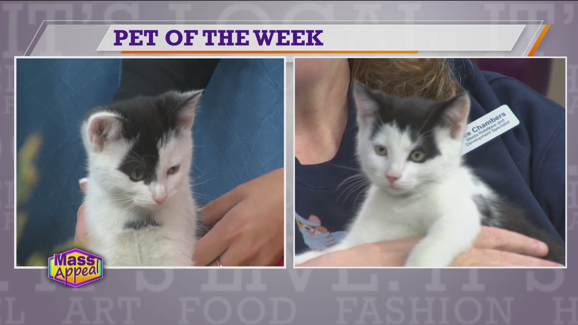Mass Appeal Pet of the Week: Meet Vim and Vigor! – WWLP