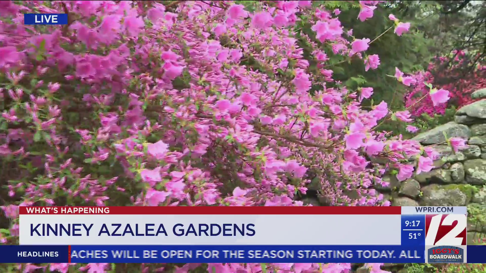 What’s Happening: Kinney Azalea Gardens in full bloom – WPRI.com