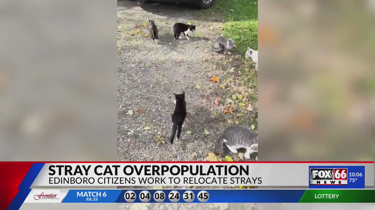 Edinboro citizens work to combat stray cat overpopulation – WJET/WFXP ...