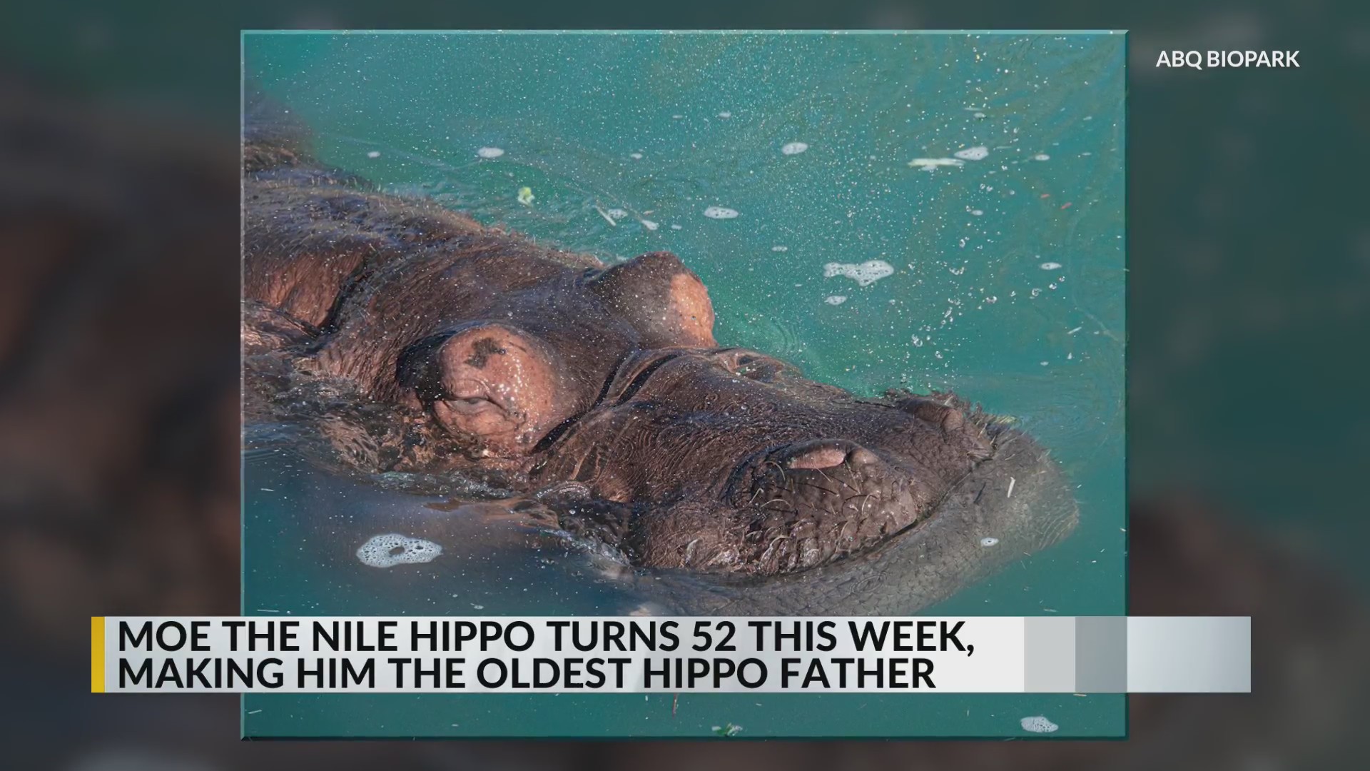 Moe the Nile hippo turned 52 this week – KRQE NEWS 13 – Breaking News ...