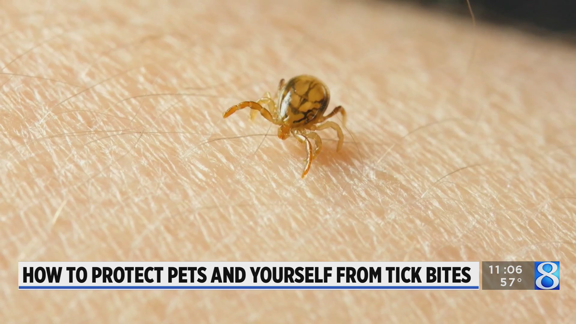 As weather warms, don’t forget to check for ticks – FOX 2
