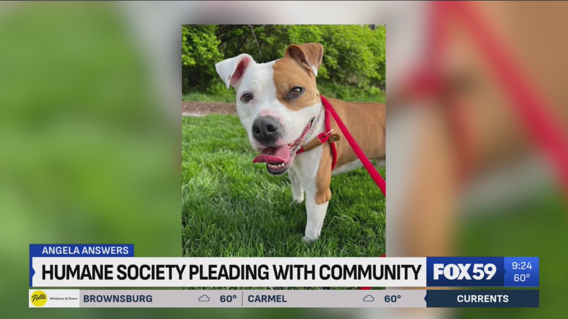 Humane Society in Hamilton County needs the public to step up – Fox 59