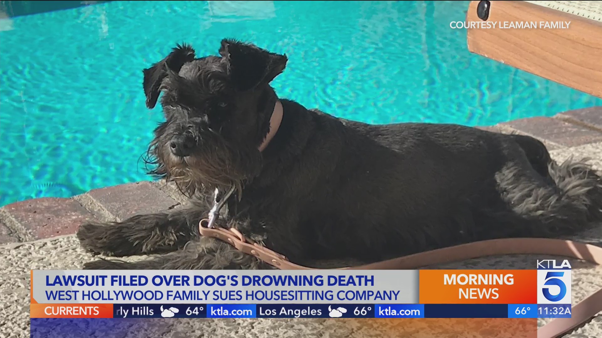 West Hollywood family sues house-sitting company after dog drowns in ...