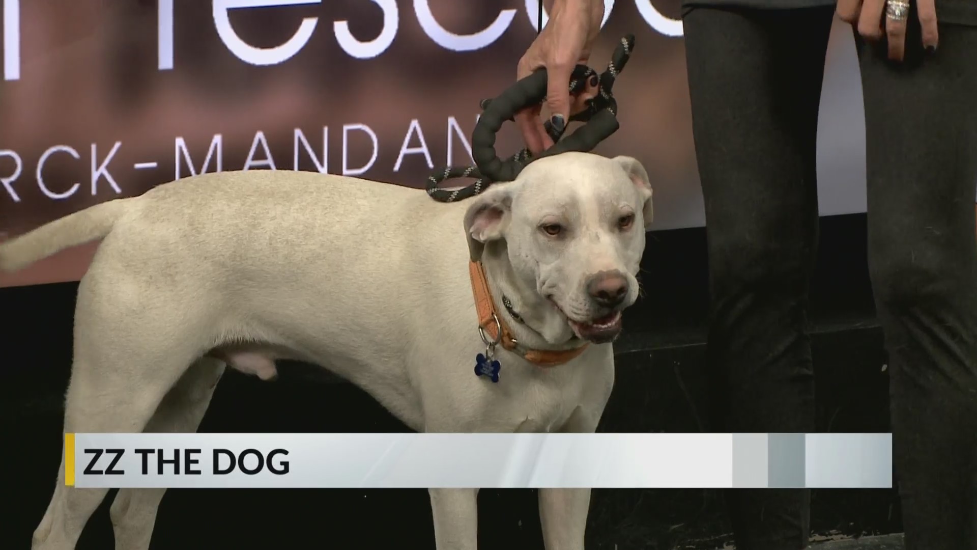FURRY FRIDAY: Meet ZZ the dog – KX NEWS