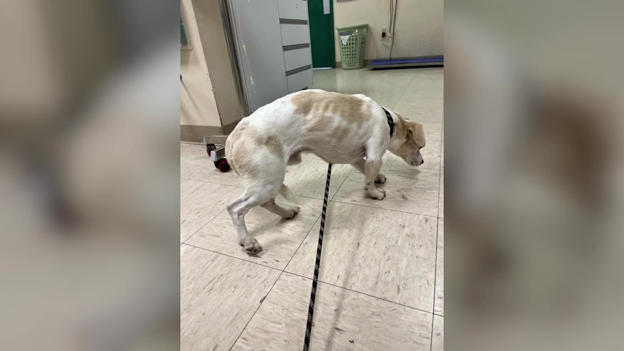 Over 35 animals removed from Lily Rose Lee’s rescue – Fox 8 Cleveland WJW