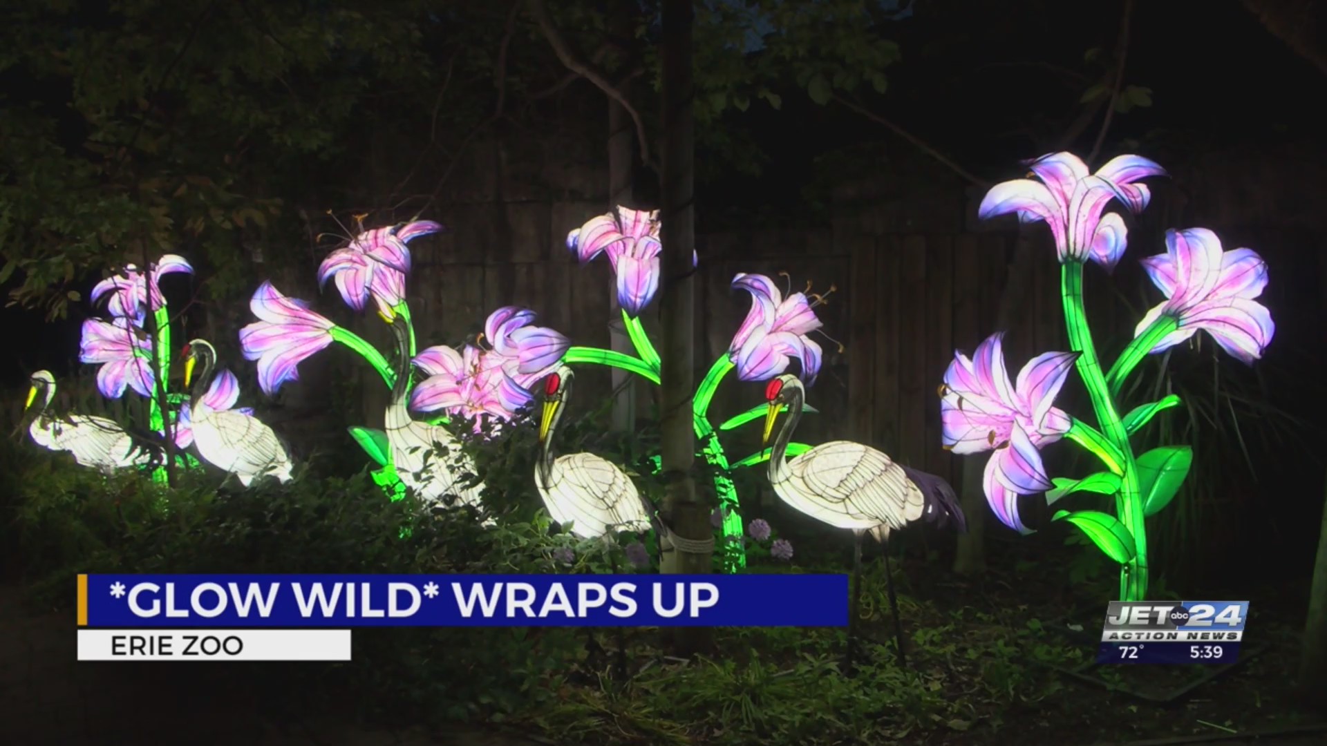 2025 Glow Wild event wraps up, marking huge success for Erie Zoo – WJET ...