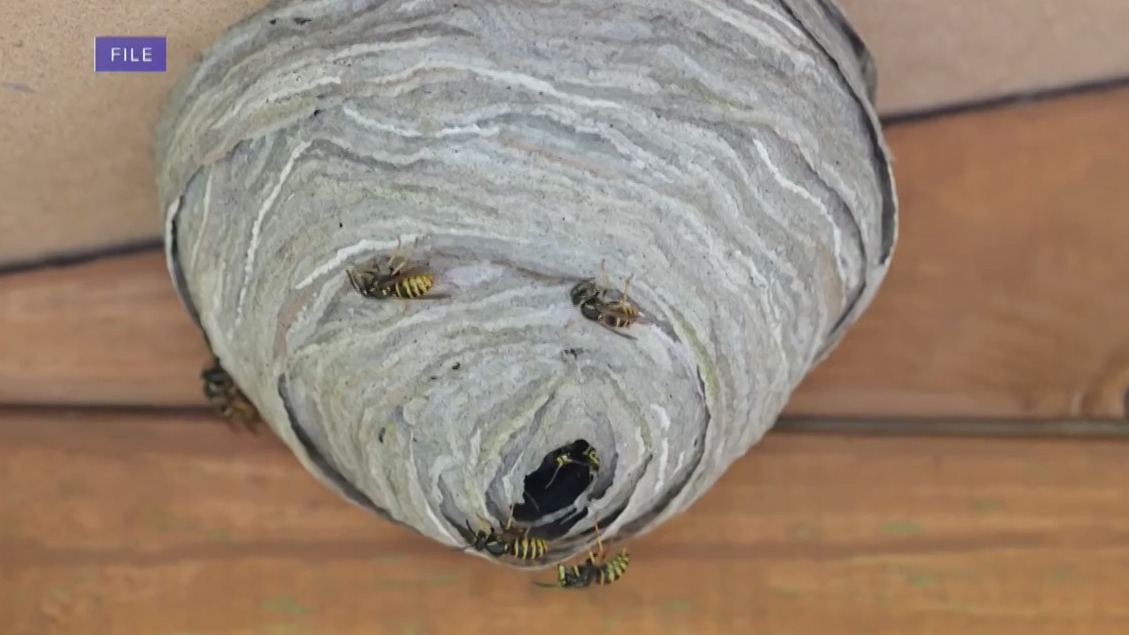 Radioactive nest: Wasps may have gathered contaminated materials ...