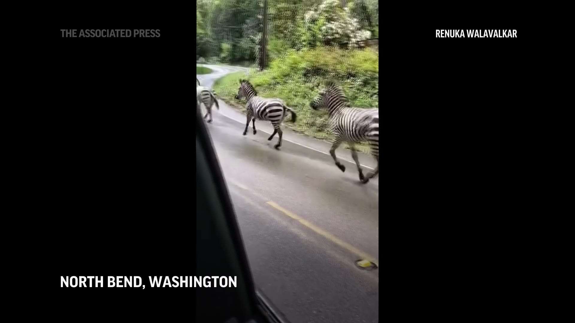 Zebras get loose near highway exit, gallop into Washington community – KOIN.com
