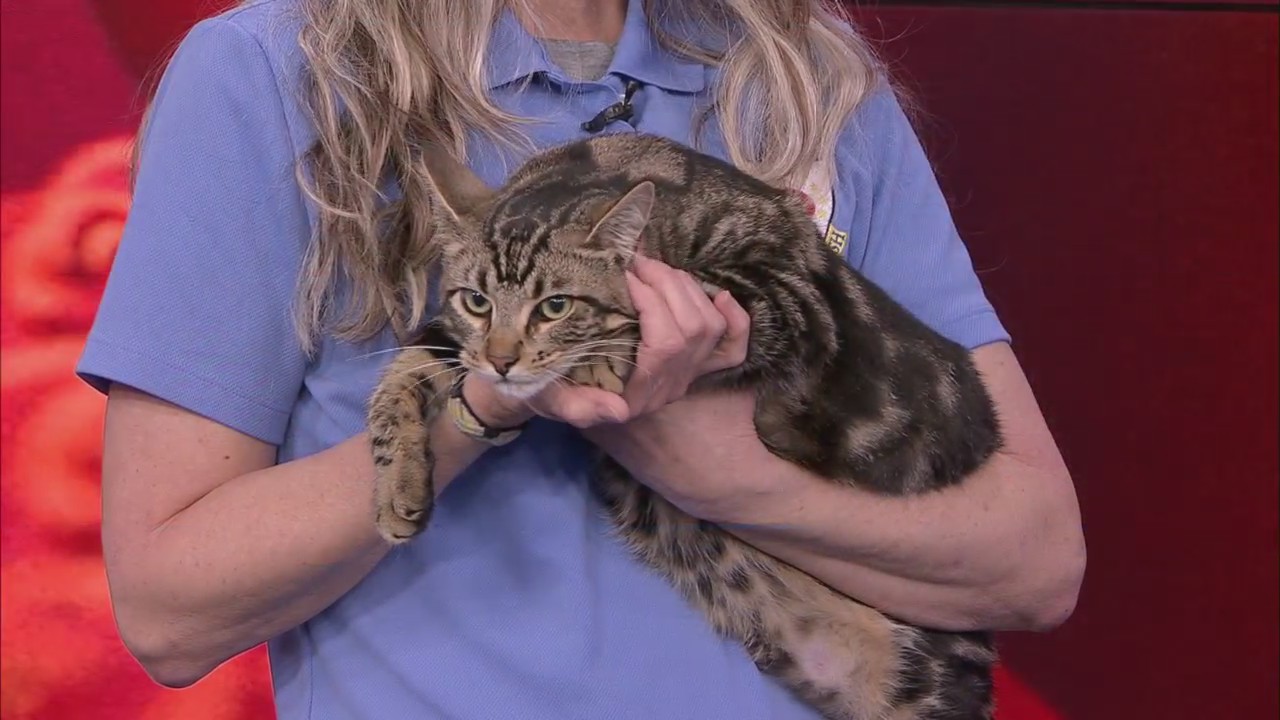 Make an adopted pet your new love – Caddo adoption event upcoming ...