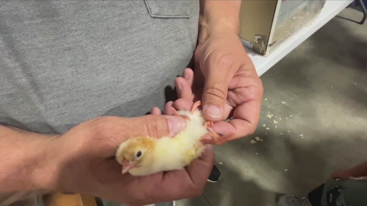 Rare chicken with 4 legs born at Mississippi Valley Fair – PIX11