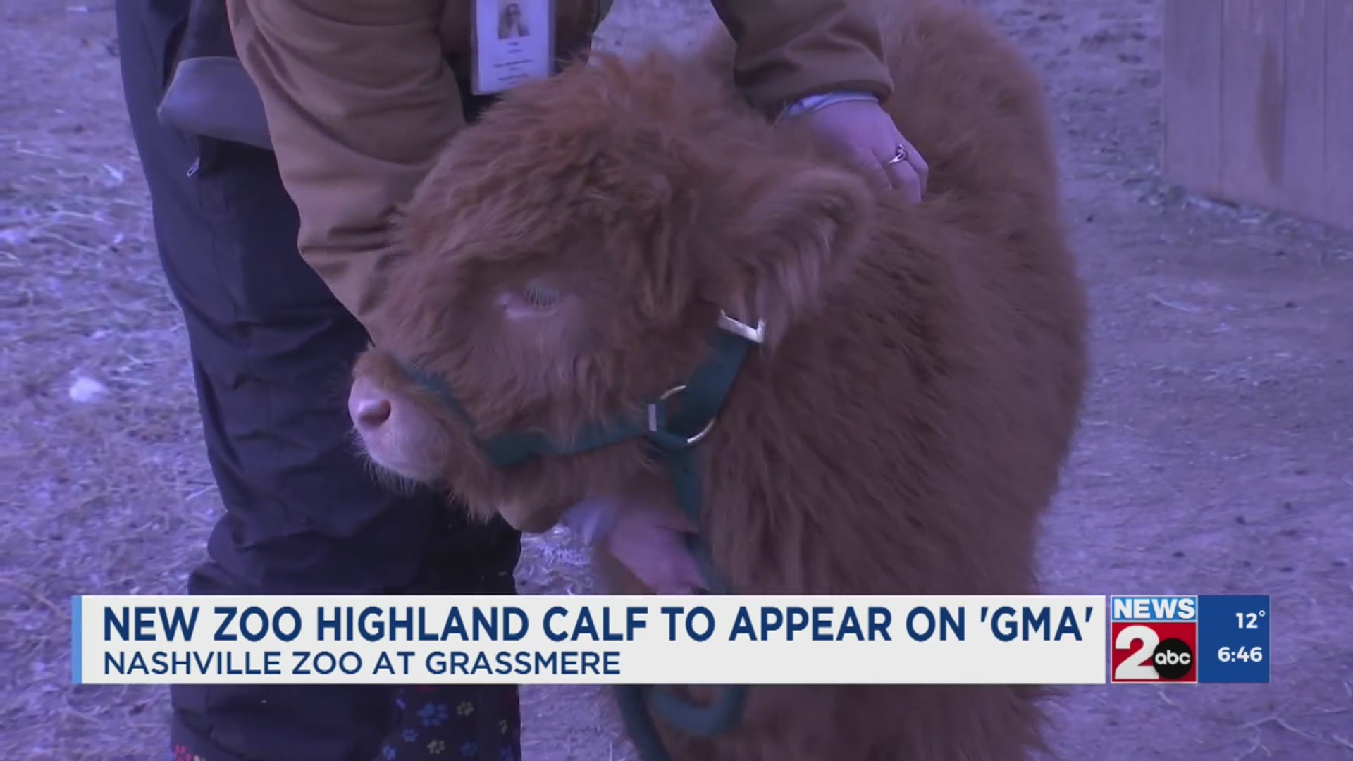 Hamish the Highland Calf to appear on GMA – WKRN News 2