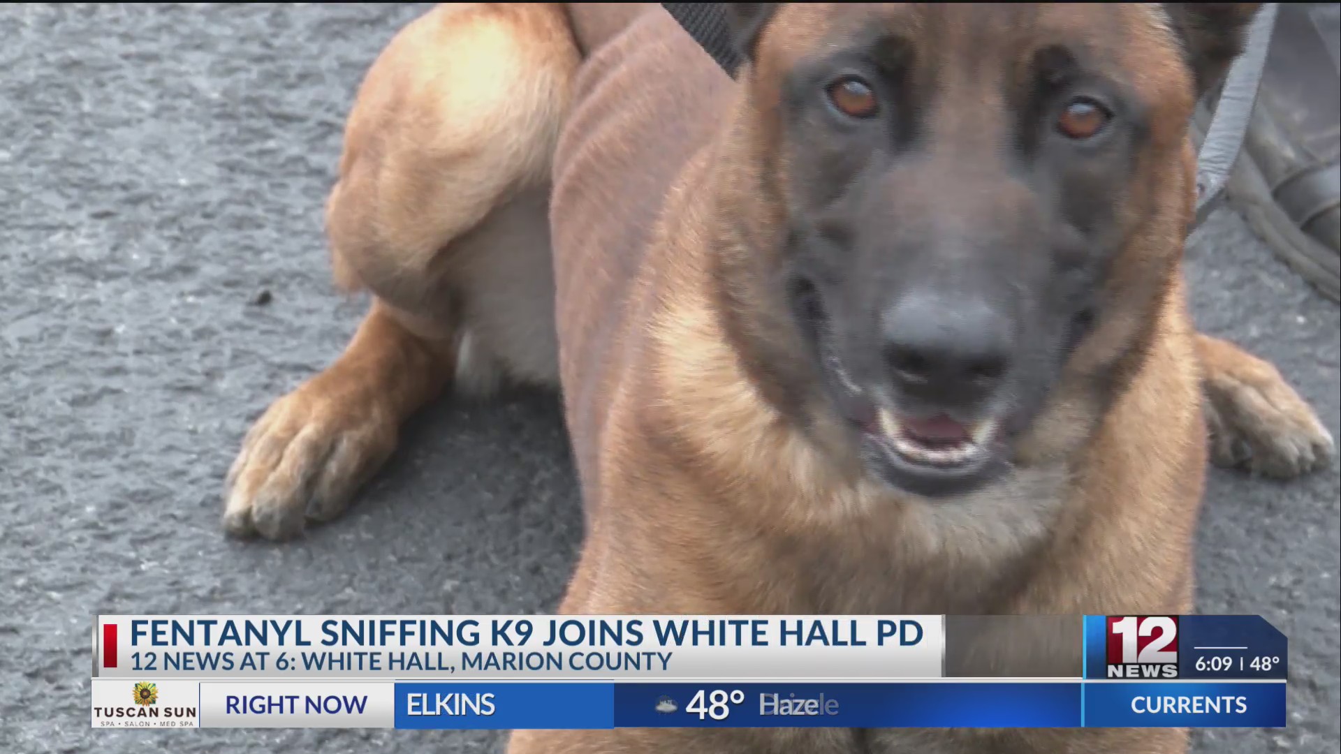 Meet Fent: The new K9 meant to crack down on the fentanyl crisis in ...