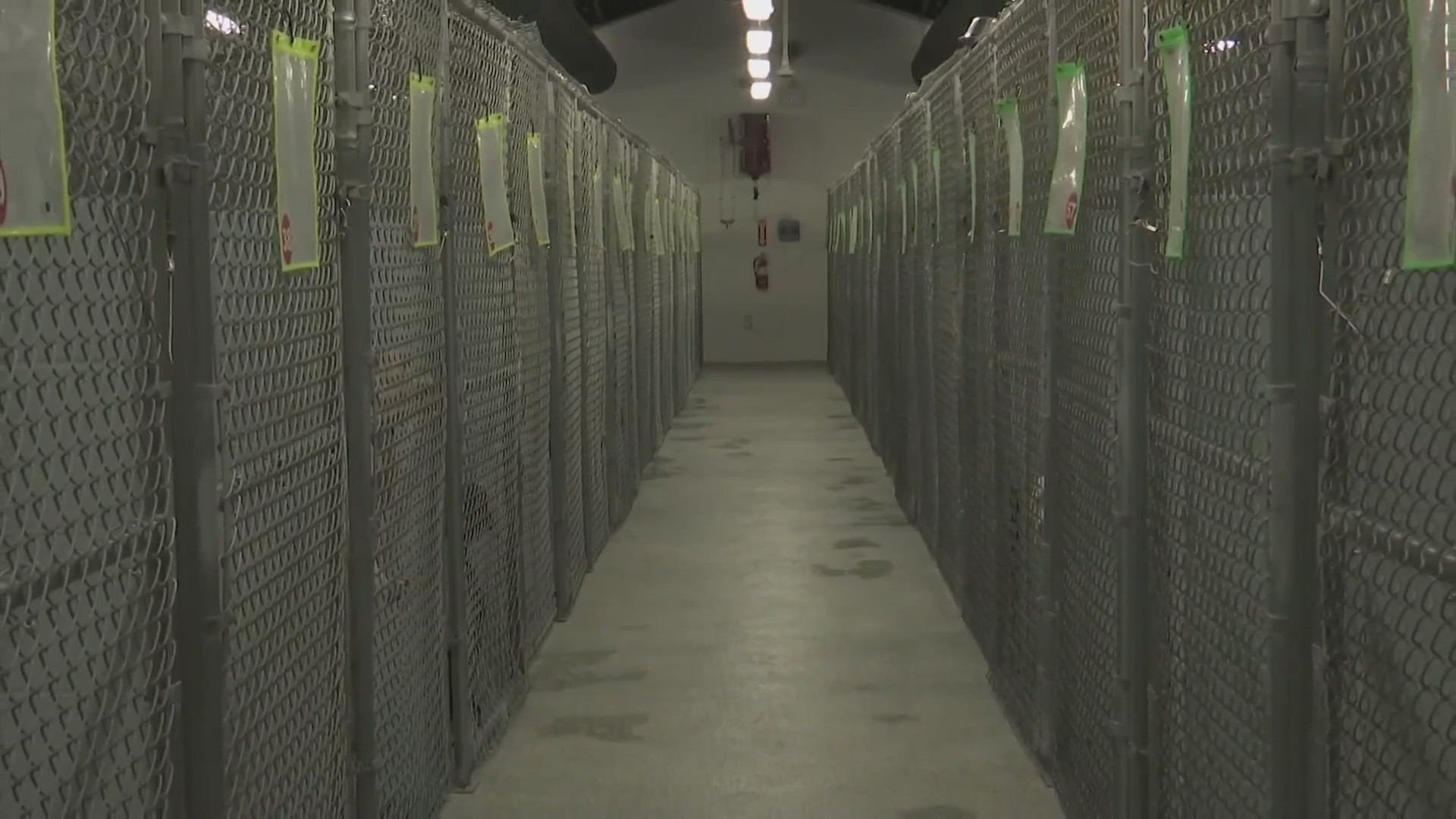 Renovations underway at Craven Pamlico Animal Services – WNCT