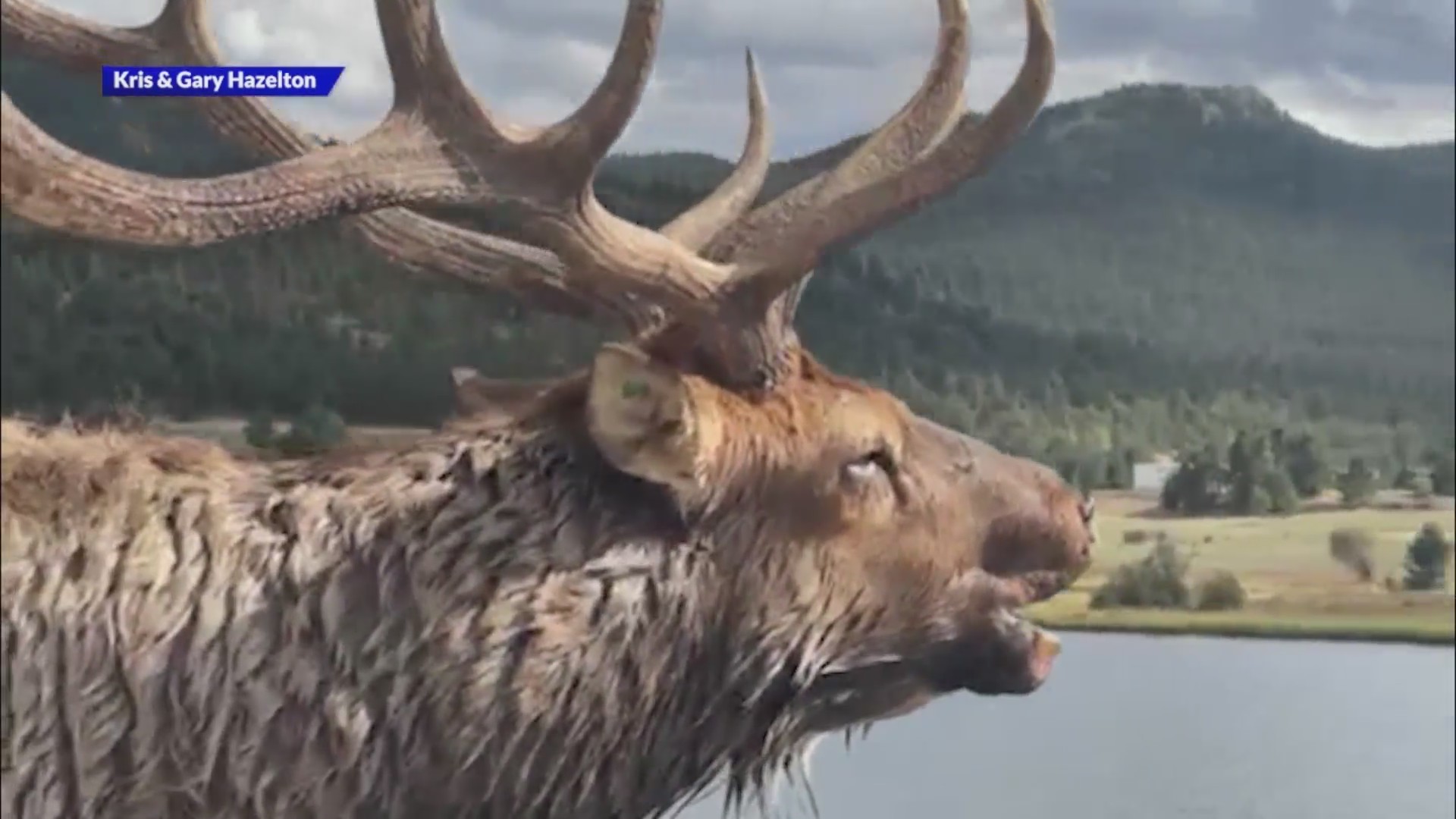 Elk rut season brings meadow closures to RMNP – FOX31 Denver