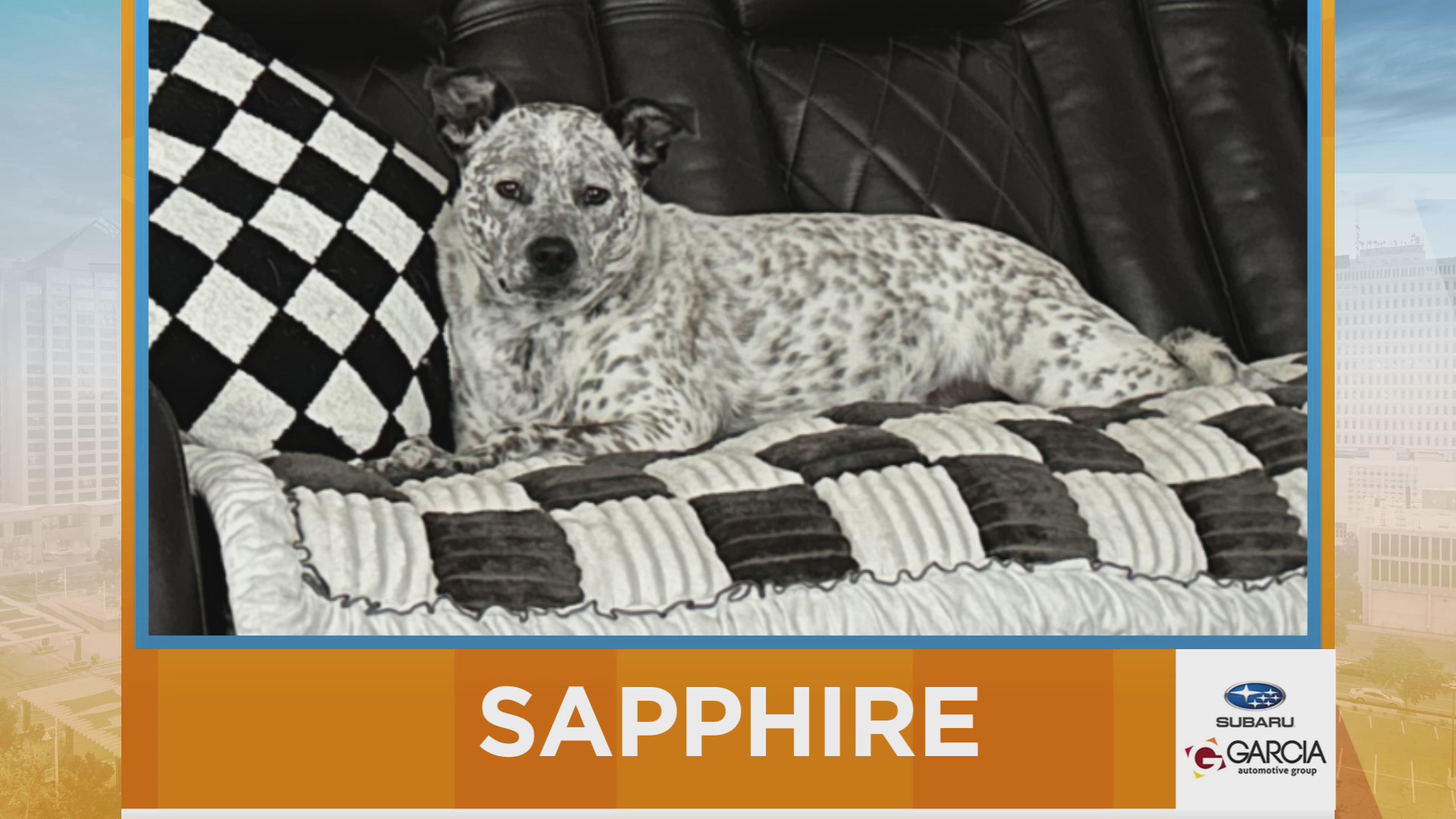 New Mexico Living Pet Pics July 21, 2025 – KRQE NEWS 13 – Breaking News ...