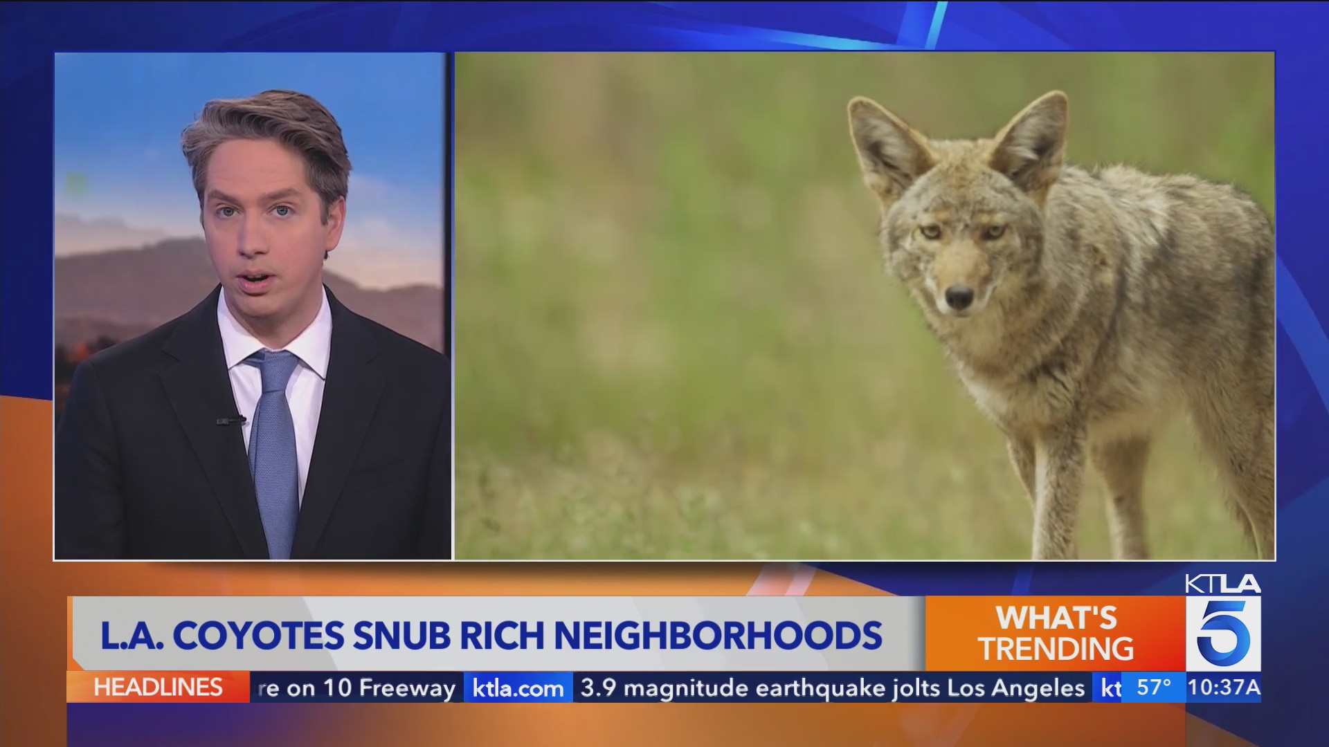L.A. coyotes avoid rich neighborhoods, study says – KTLA
