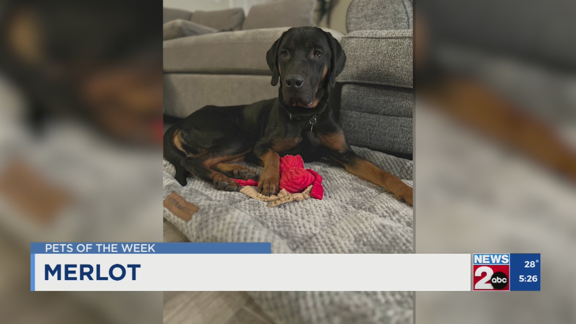 Pets of the Week for Jan. 7, 2025 – WKRN News 2