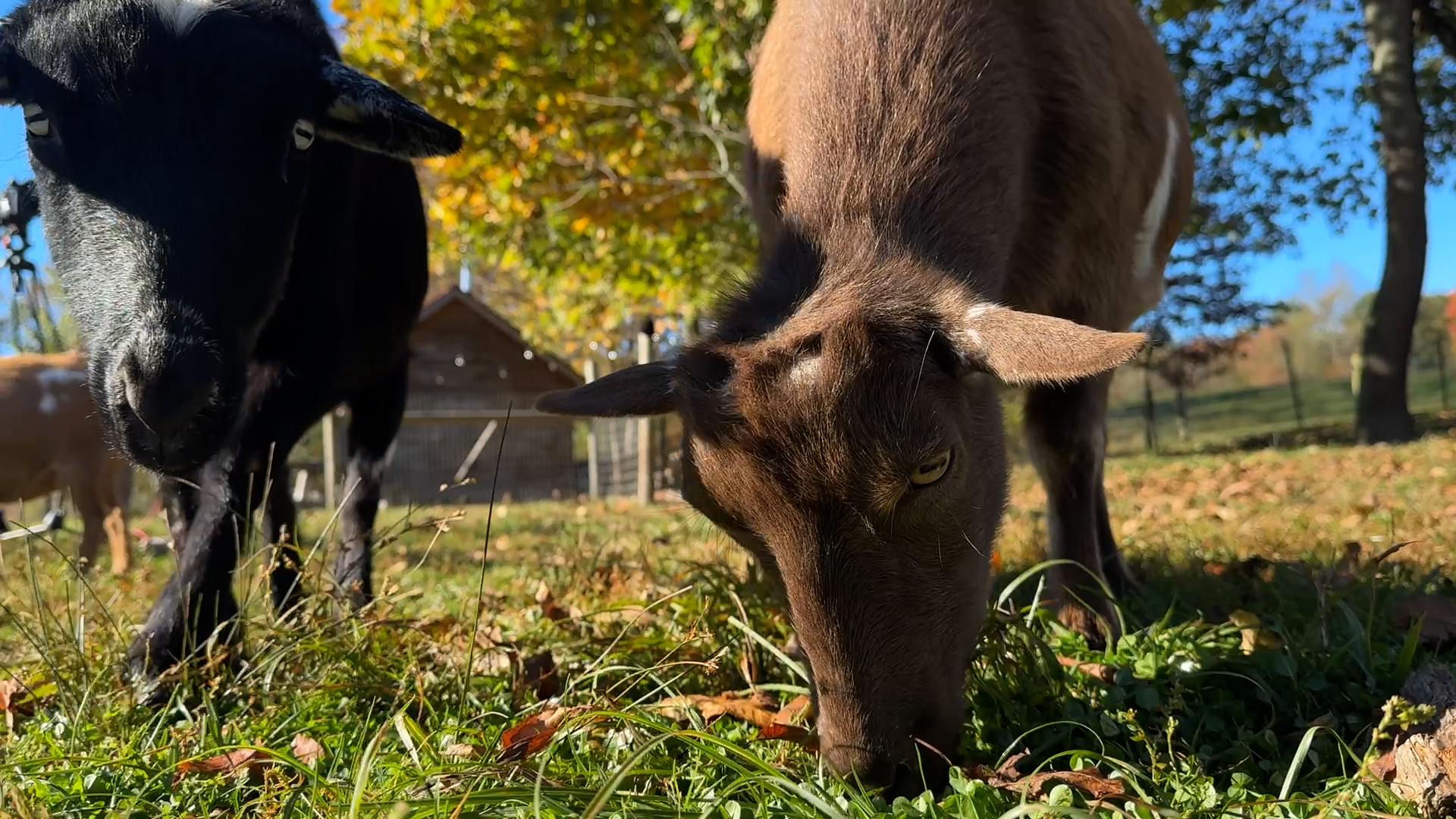 Goat yoga in honor of World Mental Health Day – NEWS10 ABC